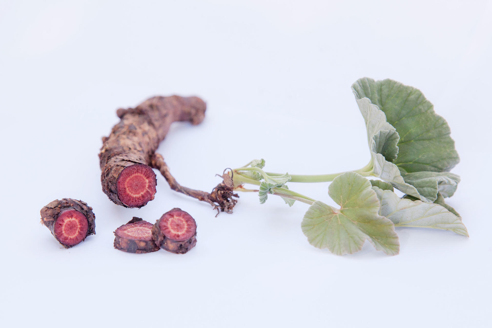 Umckaloabo enthält einen Extrakt aus der Wurzel der Kapland-Pelargonie ...