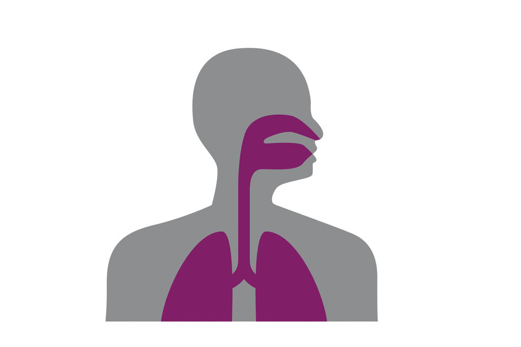 Zu den Atemwegen gehören alle luftleitenden Abschnitte zwischen Mund ...